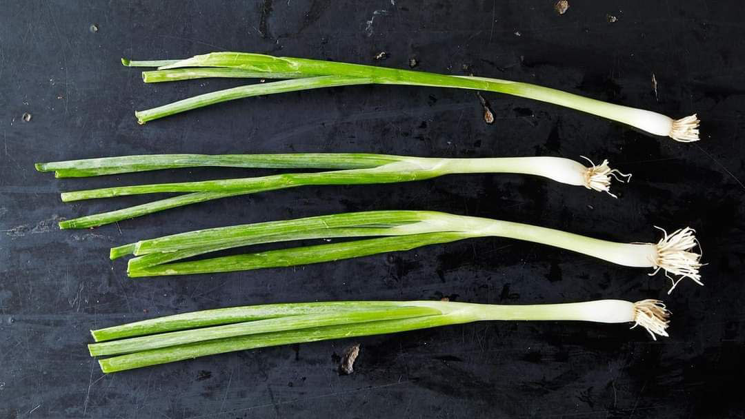 Conviviale et chaleureuse l’équipe du Scallion vous accueille